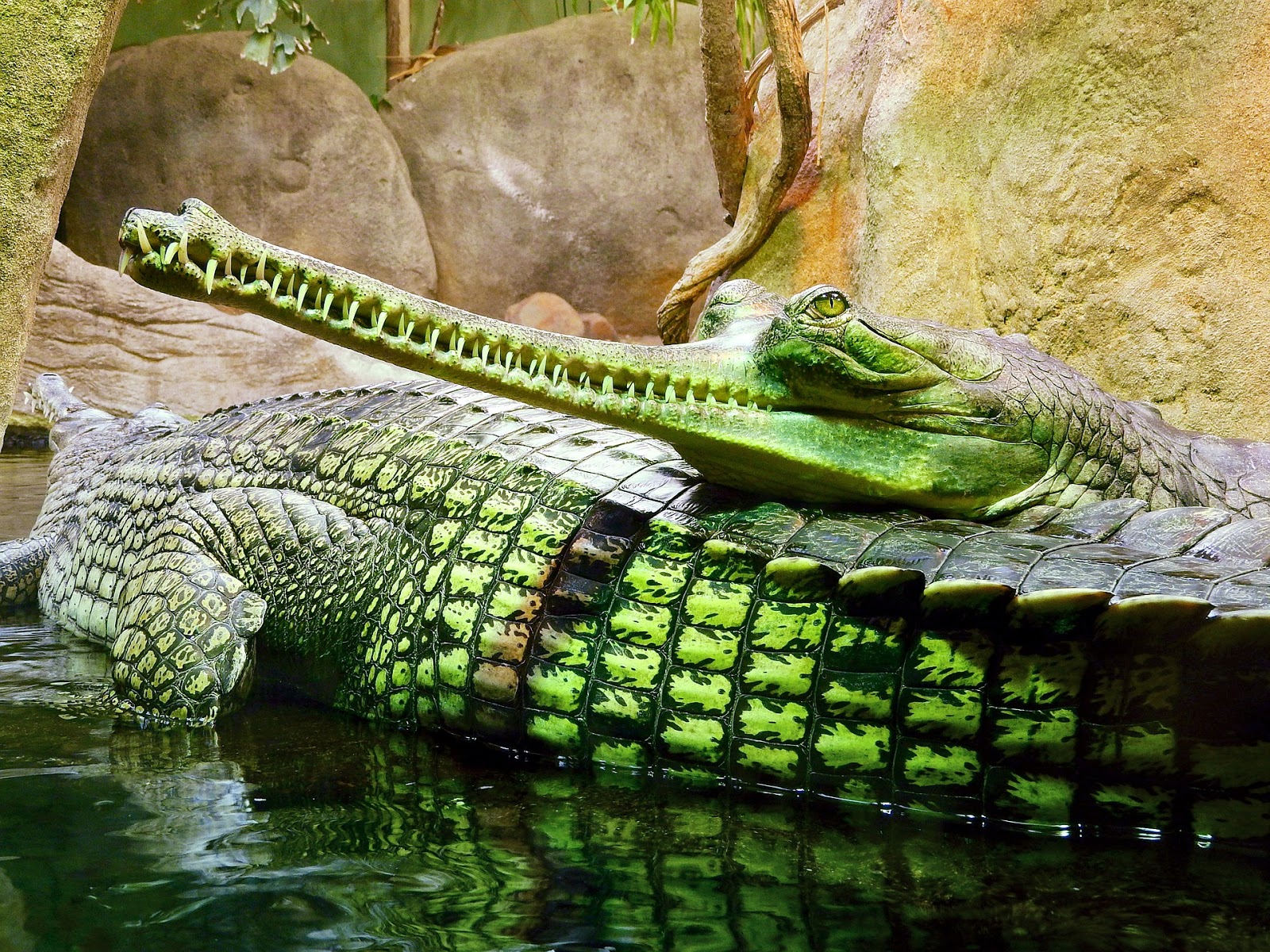 Animales del mundo: Gavial