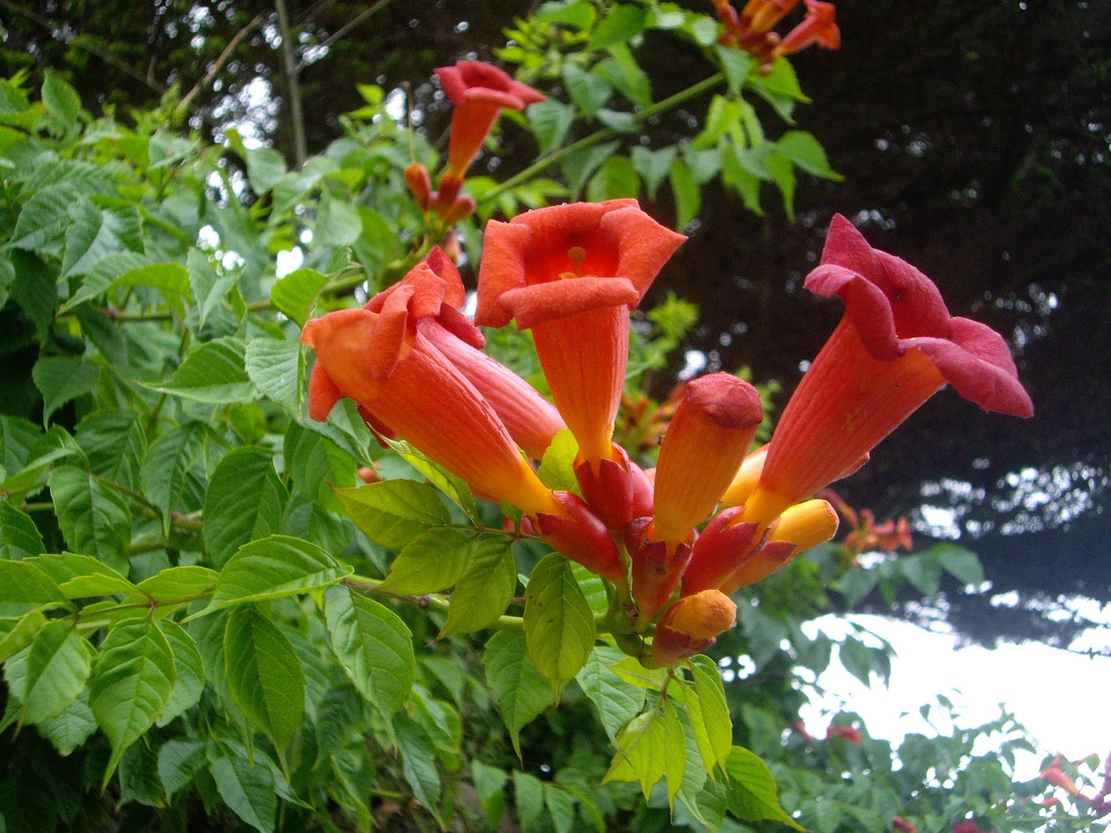 La Mar de VeRde: CAMPSIS RADICANS O TROMPETA TREPADORA