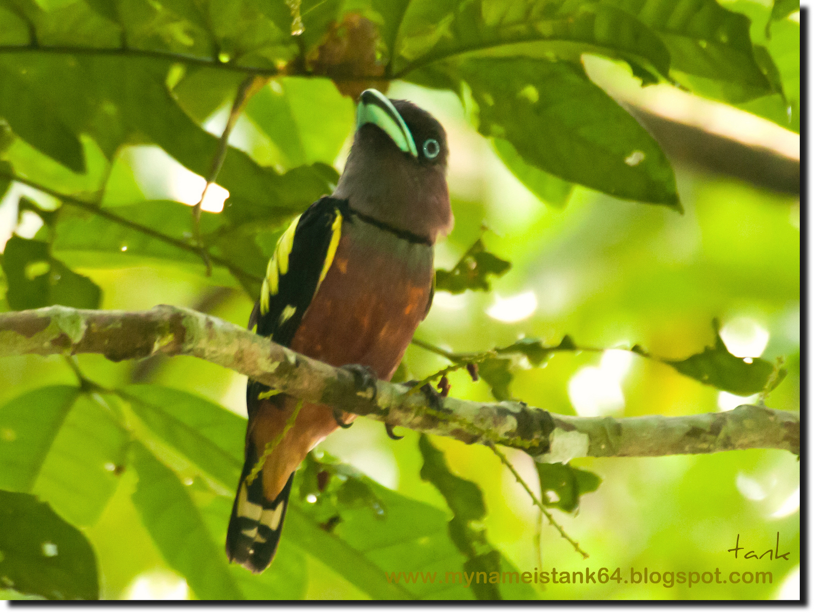 Birds of Malaysia @ mynameistank64: Banded Broadbill (Eurylaimus javanicus)