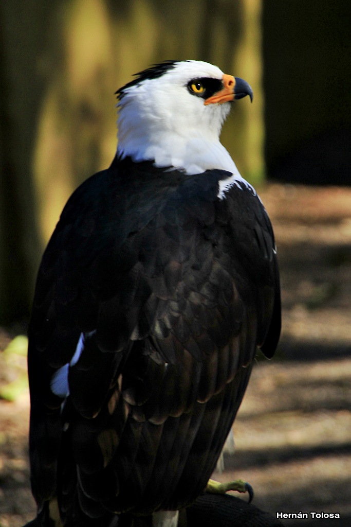 Aves de Argentina: Águila viuda (Spizastur melanoleucus)