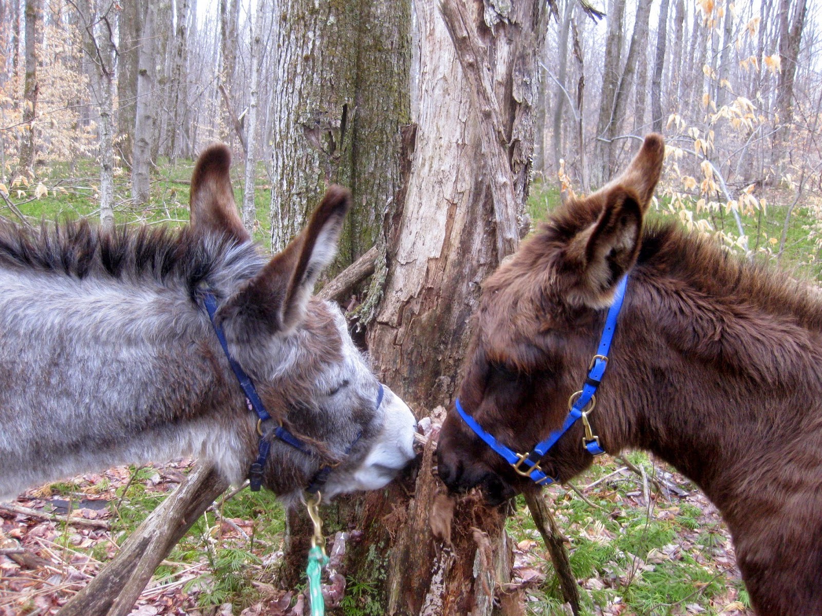 The Dancing Donkey: Spring