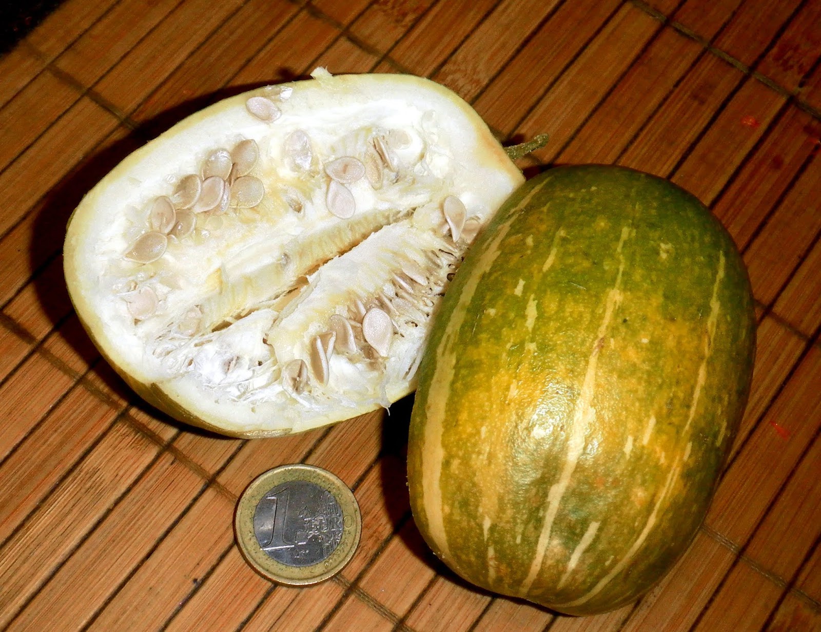 Scirpidiella's Plants: Wild squash species (Cucurbita sp. div.)