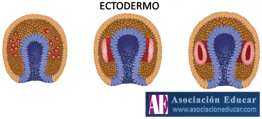 Histo Embriologia : Gastrulacion