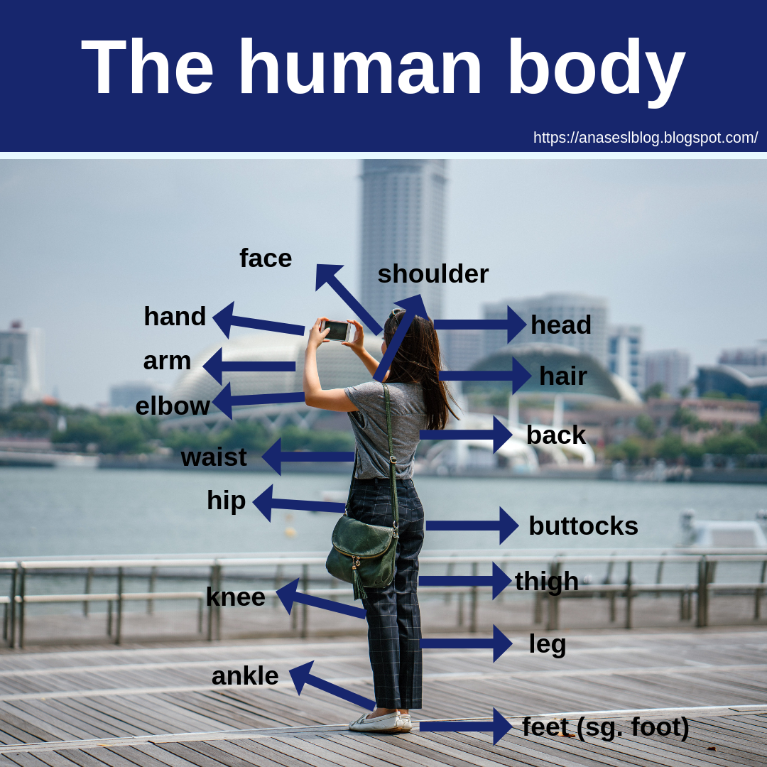 CPI Tino Grand o Bilingual Sections Vocabulary Related To The Human Body cpi-tino-grand-o-bilingual-sections-vocabulary-related-to-the-human-body