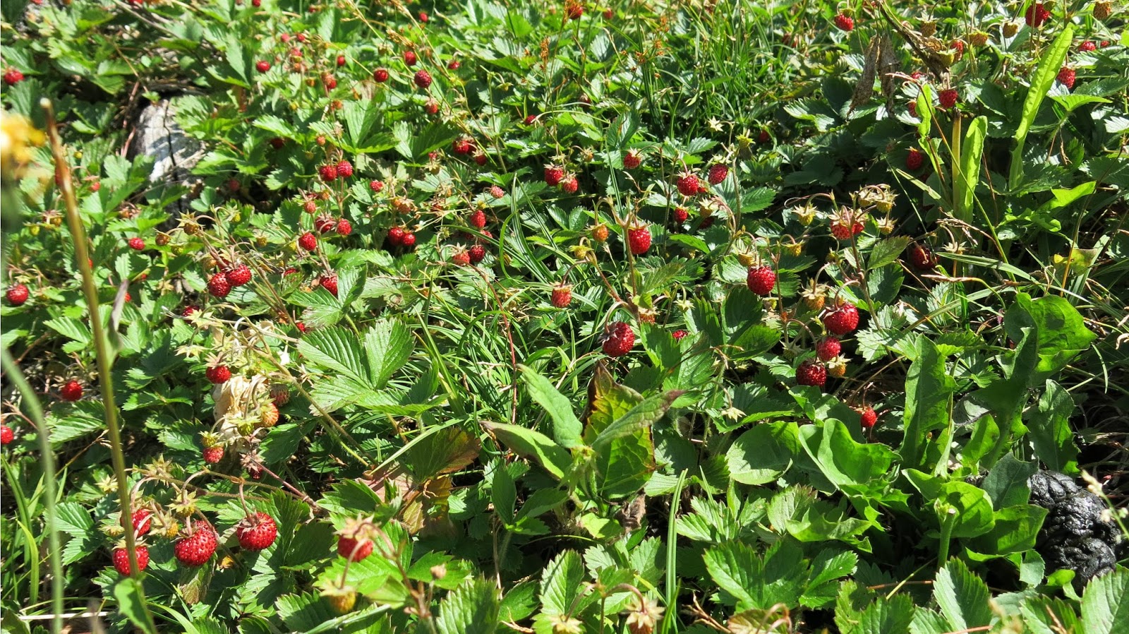 Another Beautiful Day: Wild strawberries