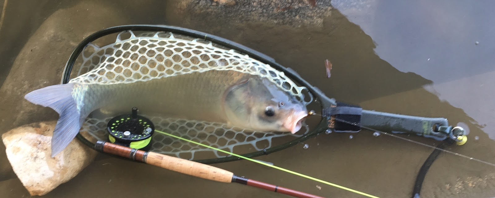 Manitoba Fish Species on the Fly: Bigmouth Buffalo