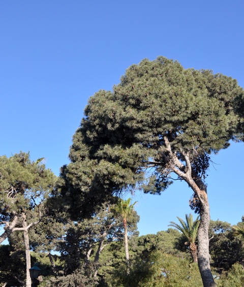 Maltese Nature: Protecting our trees