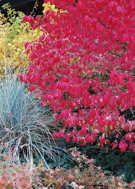 5 Shrubs for Fabulous Fall Color | Garden Share Bristol