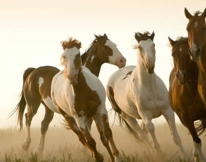 Stirea-Zilei: Cai salbatici prinsi in padurea Letea si dusi la abator ...