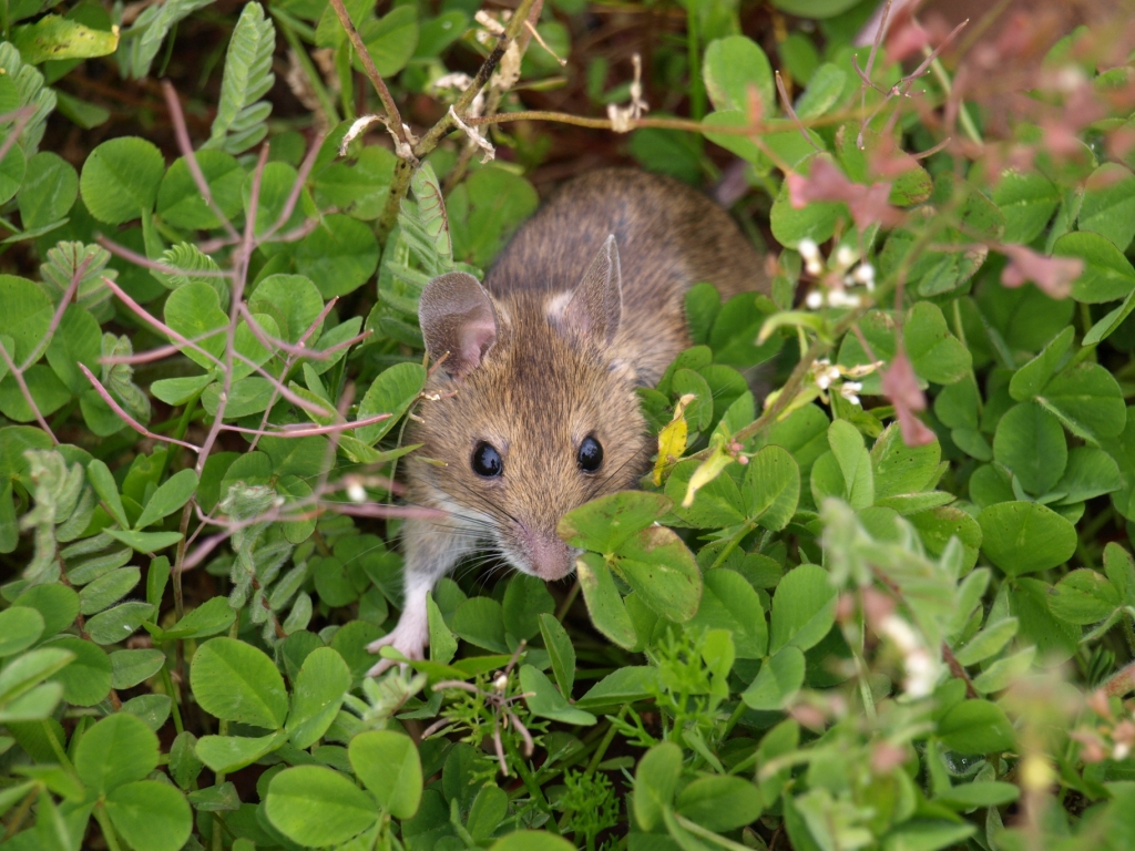 El Huertecillo Natural: ¡¡Un ratón!!