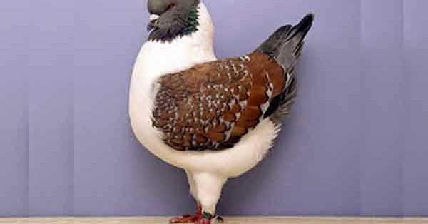 38+ Membuat Sepeda Hias Burung Garuda