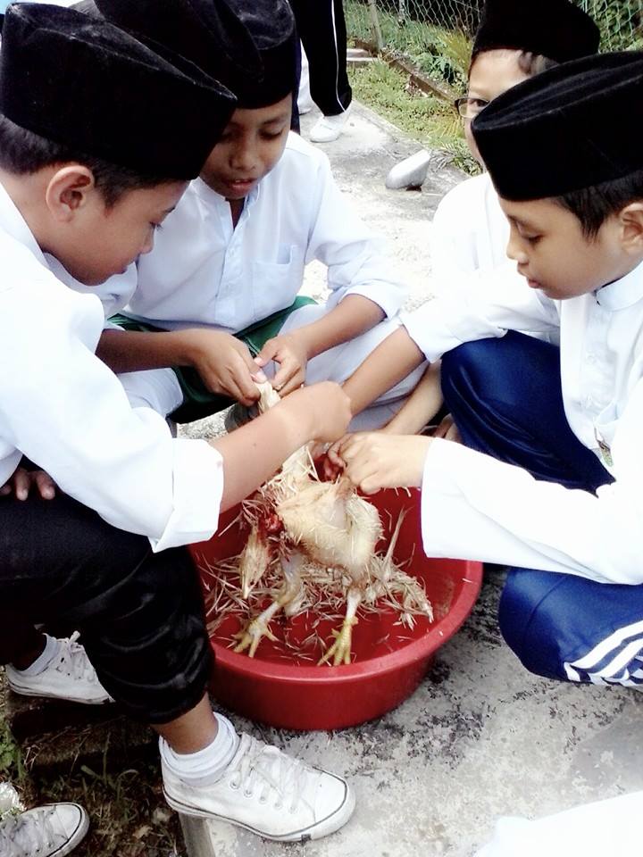 Mama Fayyadh Ariqin: aktiviti sembilihan binatang halal