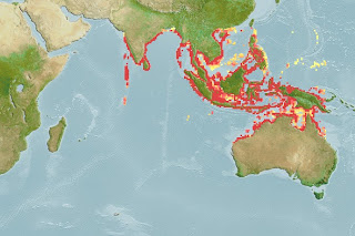 Artes de Pesca: VAMOS A PESCAR SOLDADO