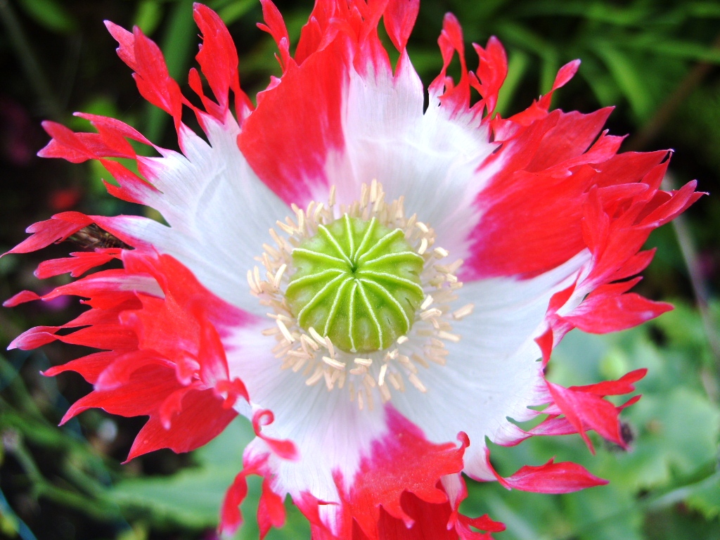 Kelli's Northern Ireland Garden: Pretty Poppy (Danish Flag)