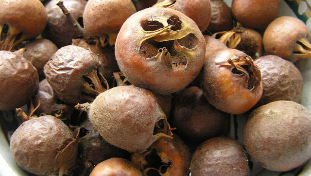 Mušmula voće kao lek za dobro zdravlje | PRIRODNO I ZDRAVO