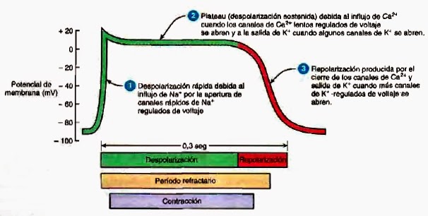 Tejido muscular cardíaco y sistema de conducción cardíaco