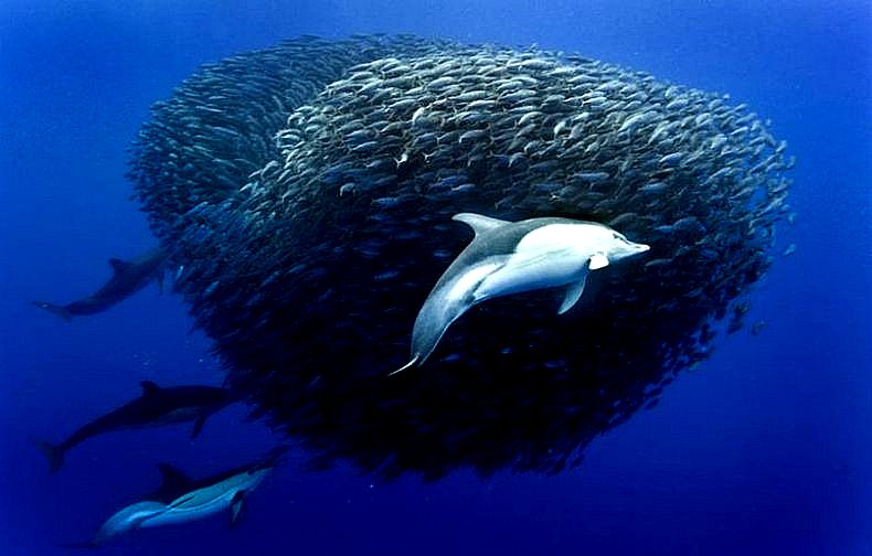 The Flying Tortoise: Christopher Swann's Incredible Underwater Photos ...