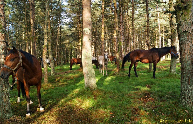 Un paseo,una foto: XXVII Feira do poldro e gando de monte. Muras (Lugo)