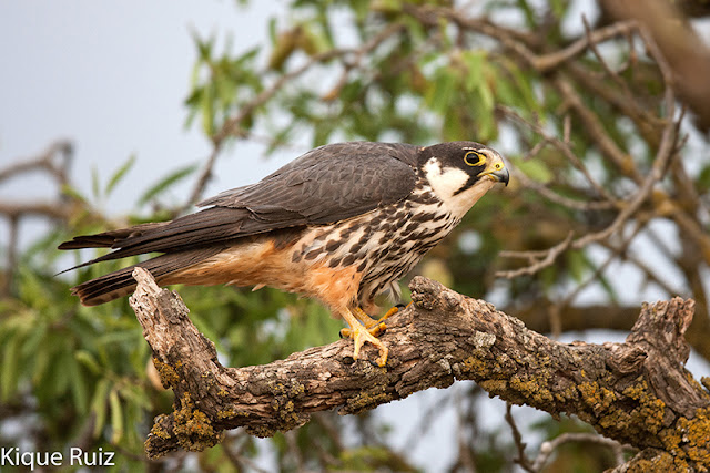 Alcotan europeo - Blog de fotografía y naturaleza