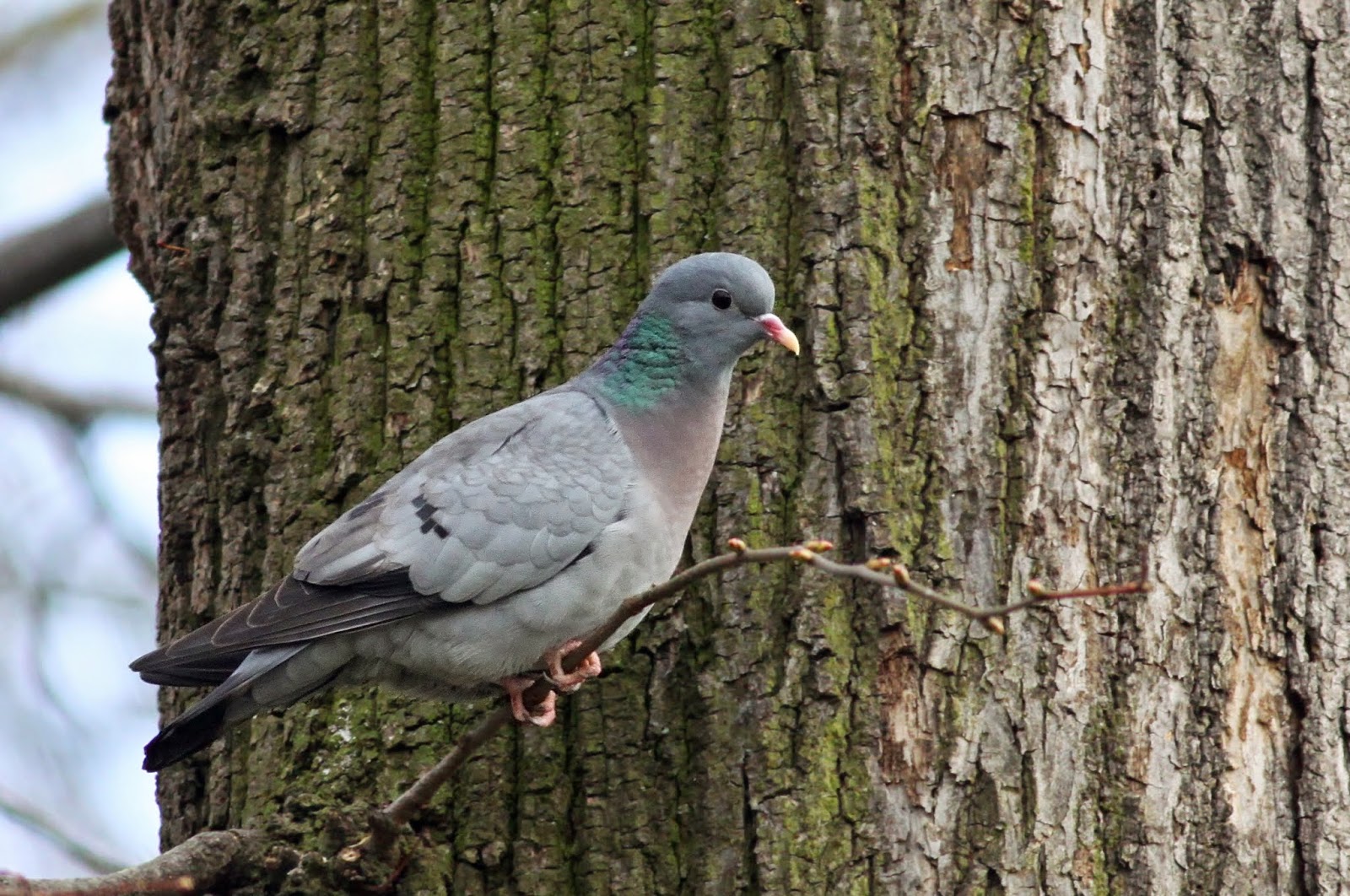 Birdaholic Diary: maja 2014