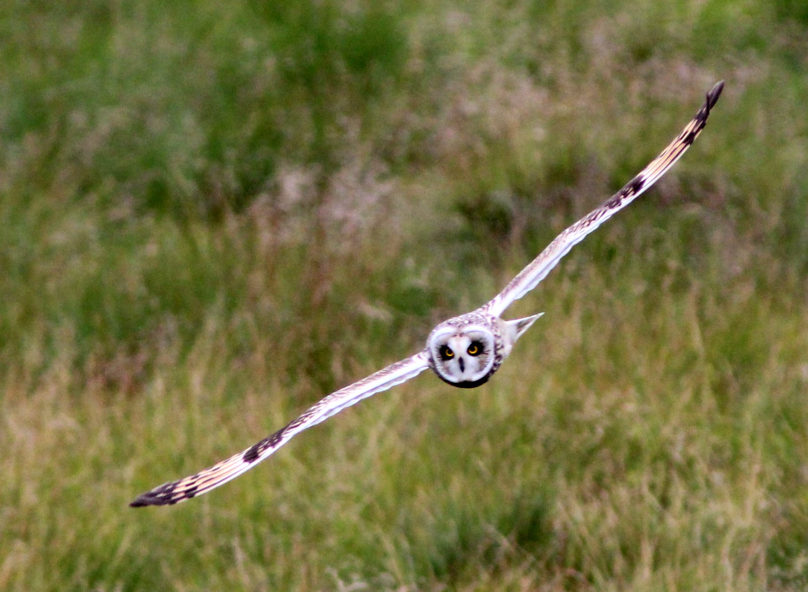 WEST YORKSHIRE BIRDING: Local Owls
