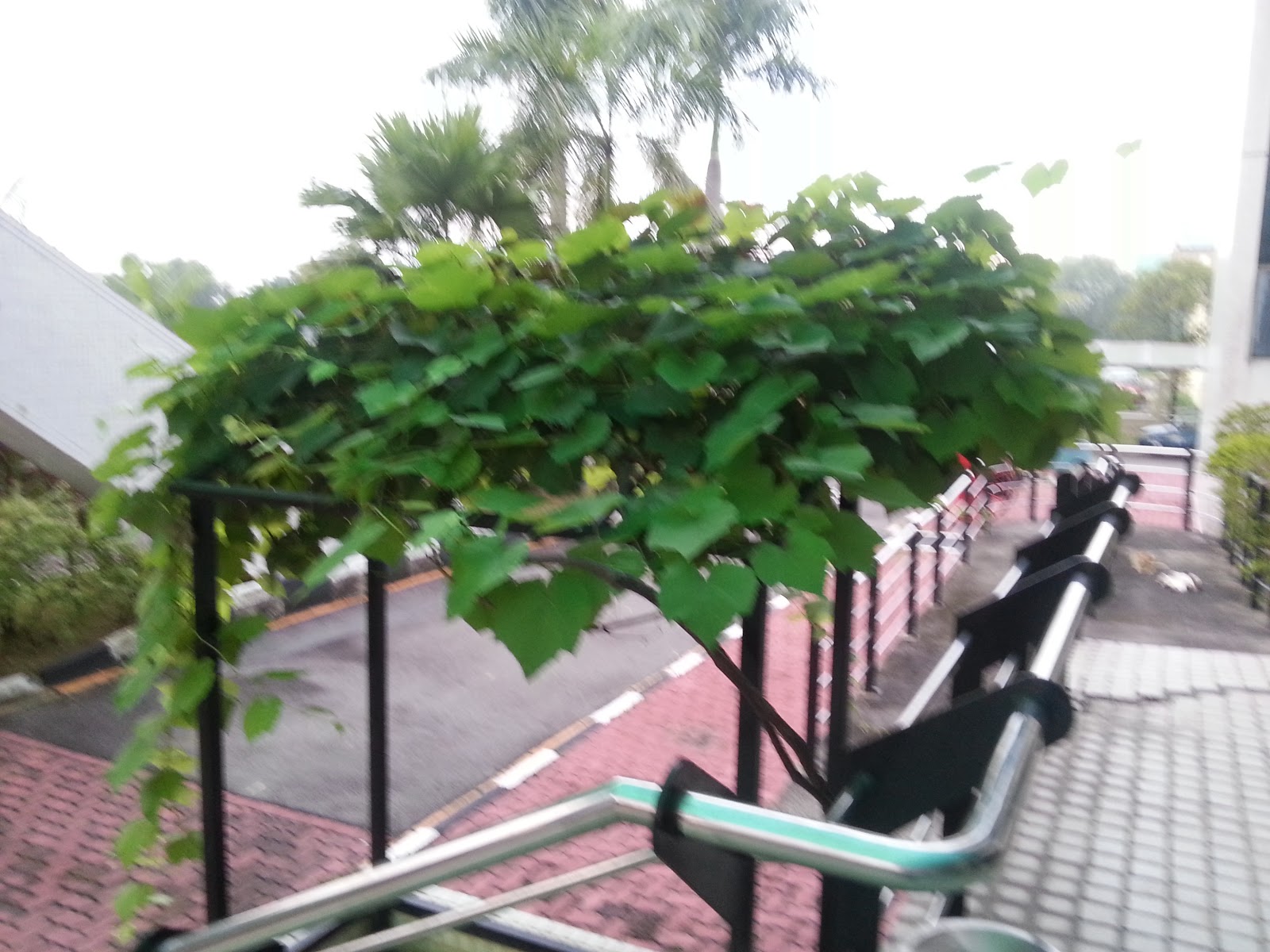 Akademi Anggur Malaysia: Pemangkasan Pokok Anggur - Satu Keperluan