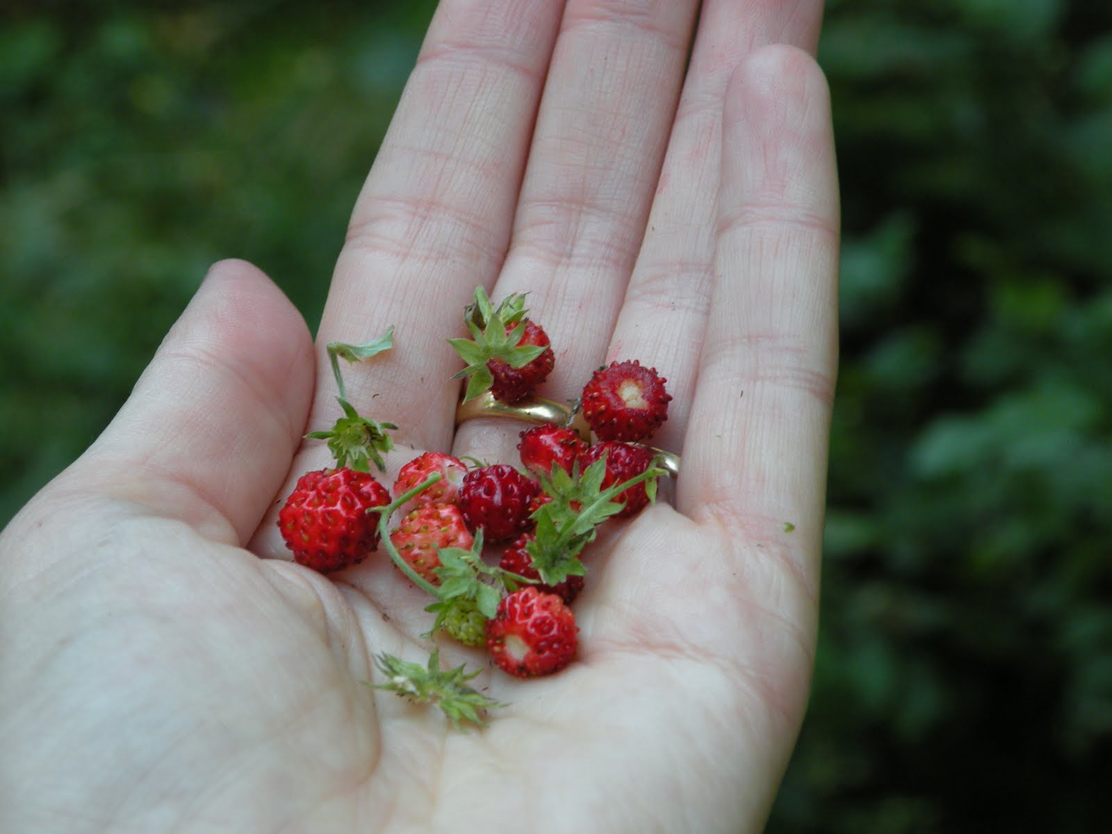 The Compassionate Hedonist