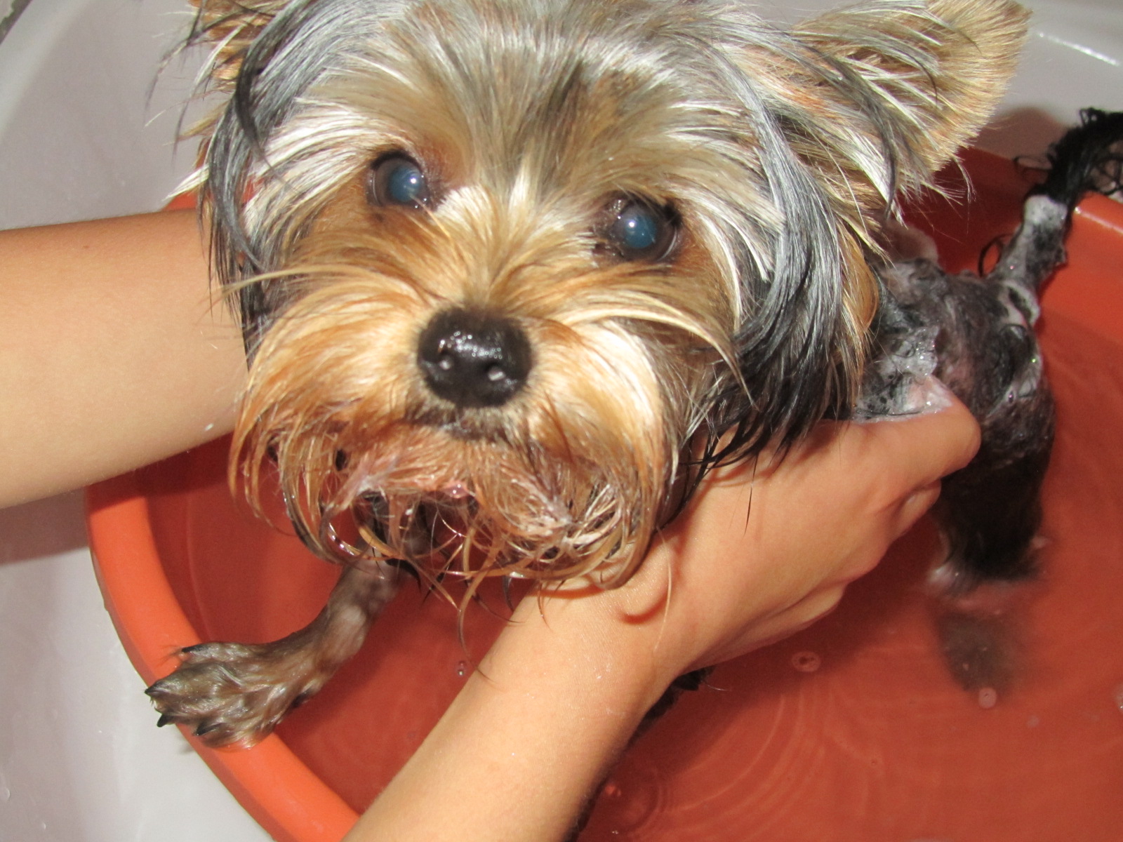 Buddy - Yorkshire Terrier: Pielęgnacja yorka