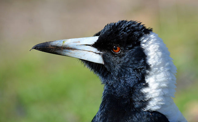 BARRY the BIRDER: A few interesting magpie facts...
