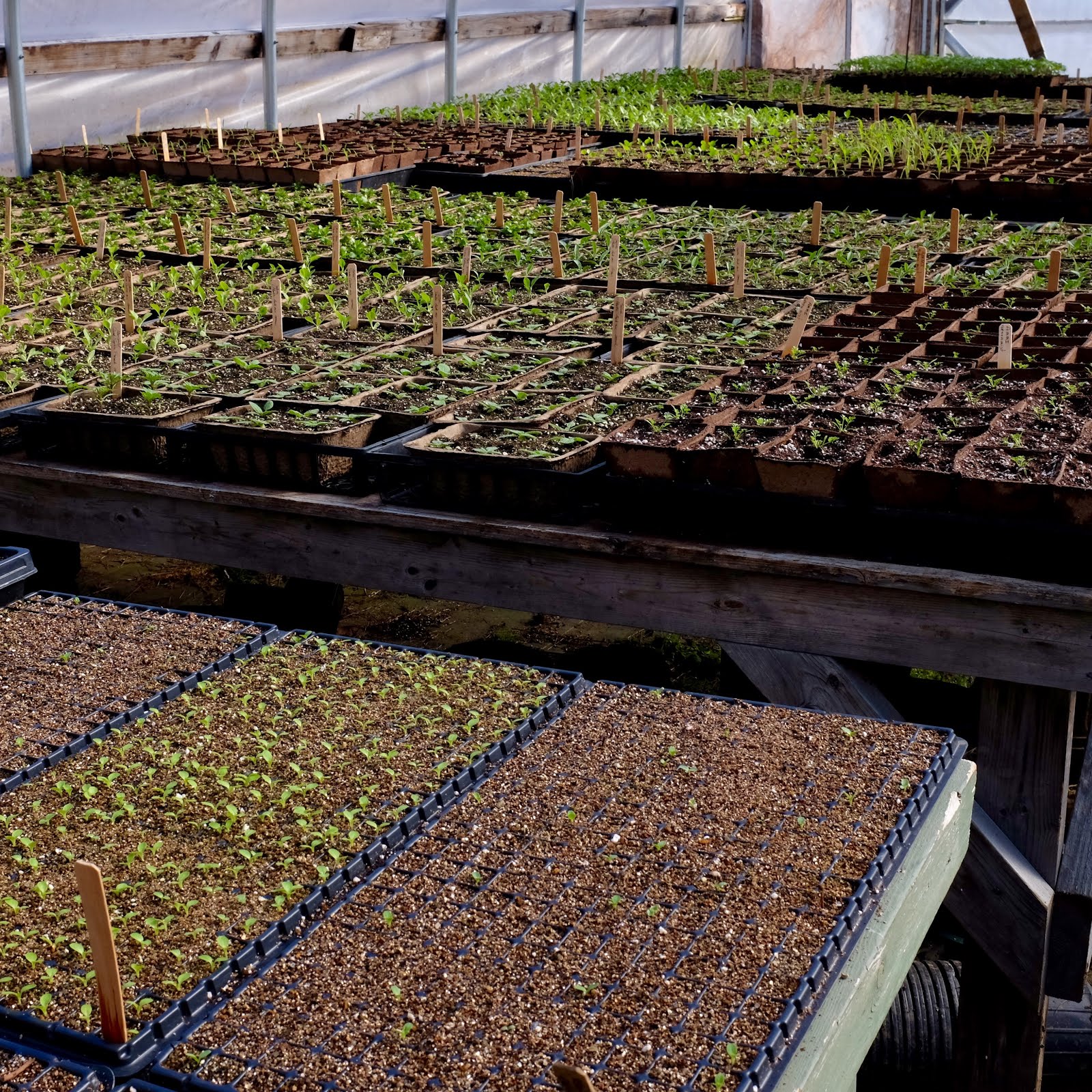 WEALDEN FARM: S E E D L I N G S, GET YOUR HEARTY SEEDLINGS!