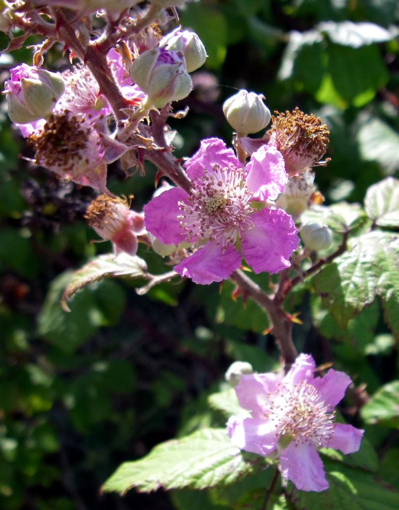 Species of UK: Week 31: Bramble (‘Rubus fruticosus’)