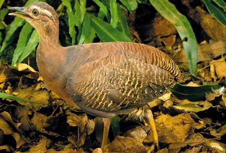 Grupo de Danças Zabelê de Pirapora: Porquê Zabelê?