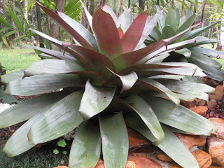 Jual Pohon Bromelia | Pohon Bromelia Giant | Bromelia | Bromelia Ungu ...