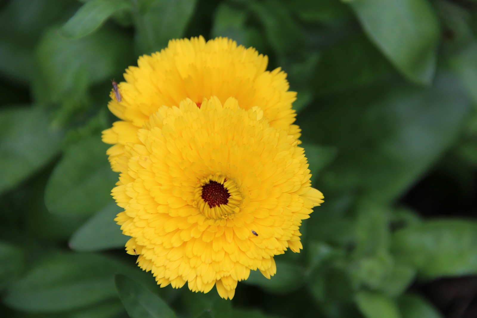 Medetka /Calendula officinalis/