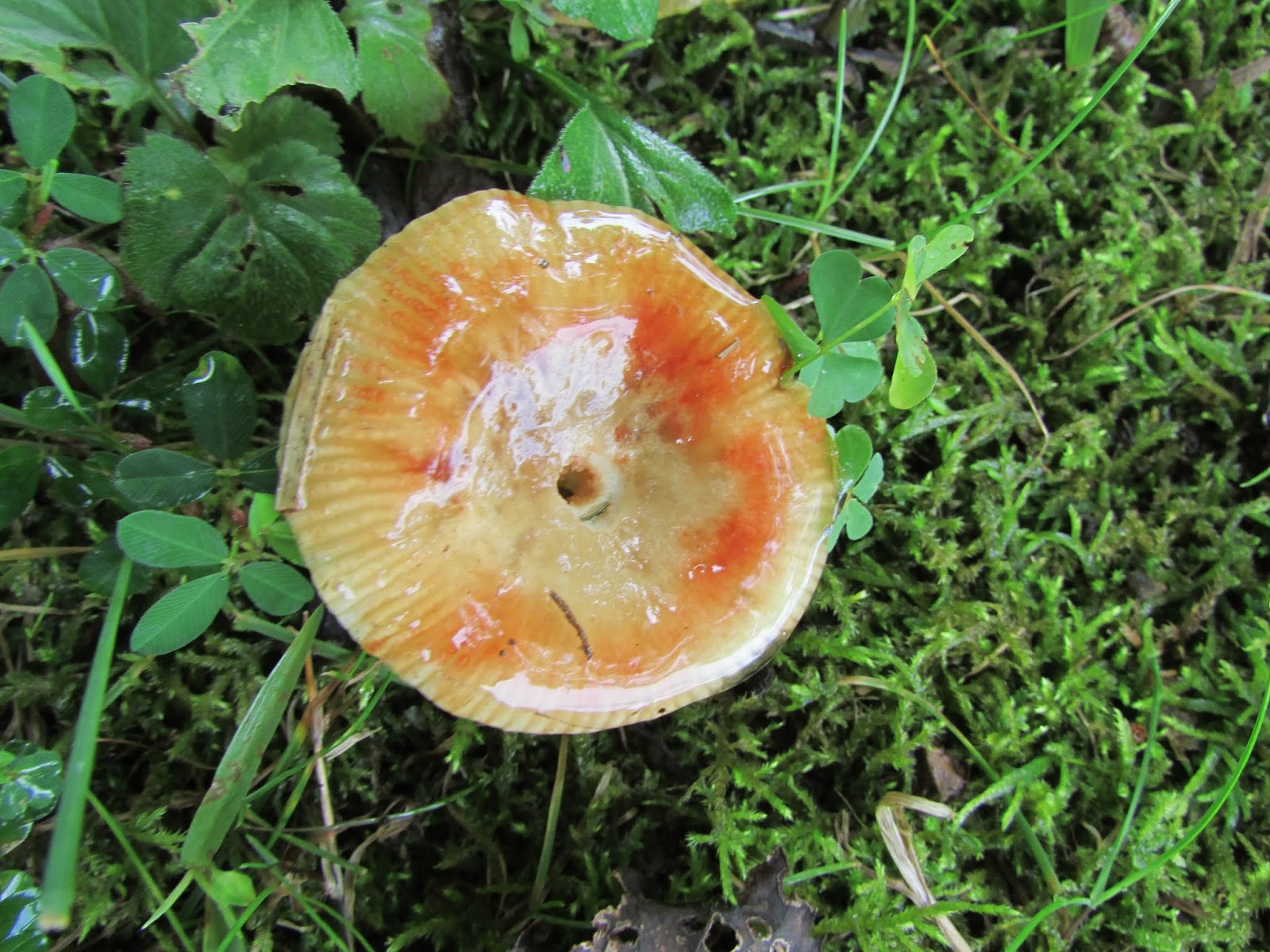 Different Trails: Toad Stools