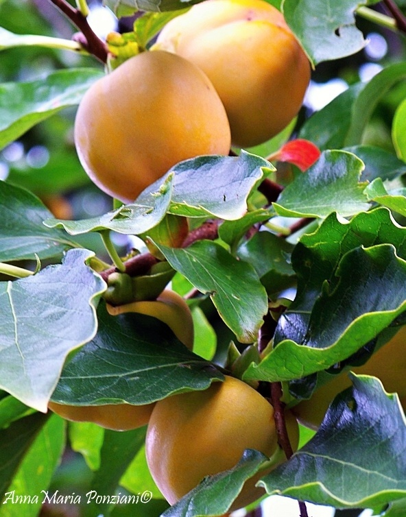 cianfrusaglie preziose: Frutti autunnali toscani