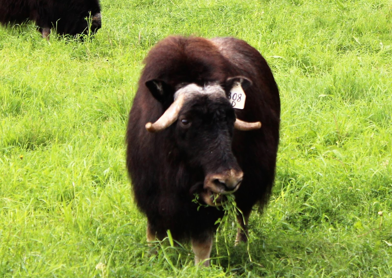 Souvenir Chronicles: ALASKA! A MUSK OX FARM AND A REINDEER RANCH