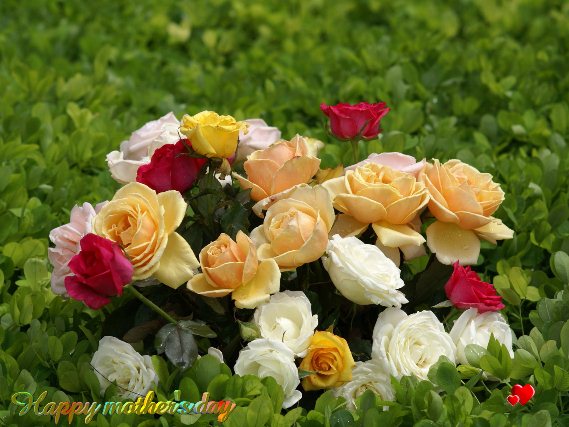 OMUSISA: 50 most beautiful roses’ bouquet