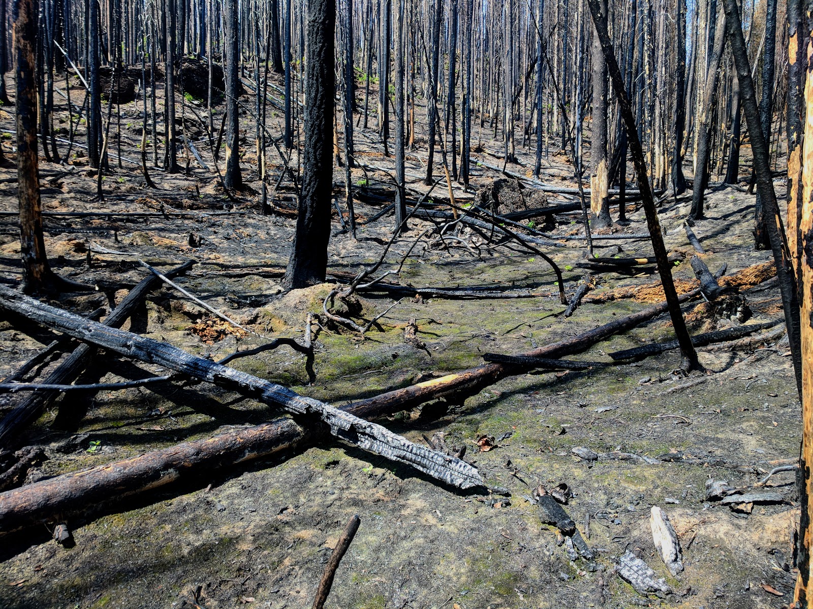 Forest-Rangeland Soil Ecology Lab: Exploring Fire Moss in the Northwest