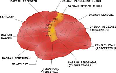 Sistem saraf pusat | ANATOMI DIANHUSADA