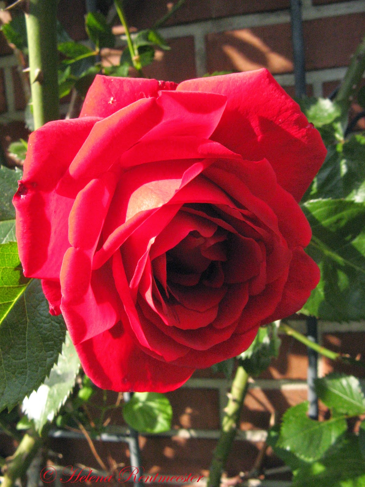 Helena's mijmeringen: De tuin