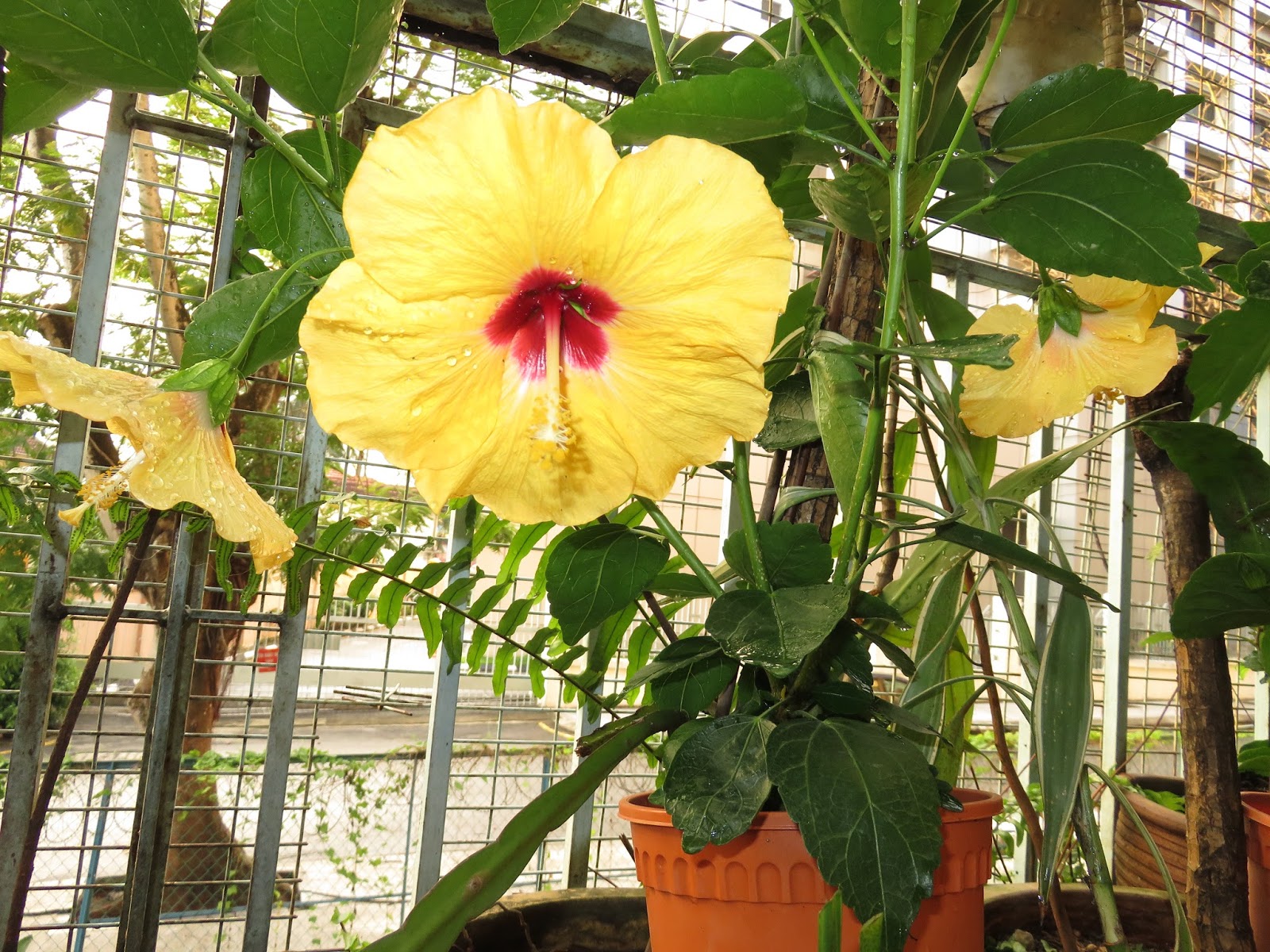 Kee Hua Chee Live!: GARDEN OF EDEN IN A BALCONY. MY BALCONY IS SMALL ...