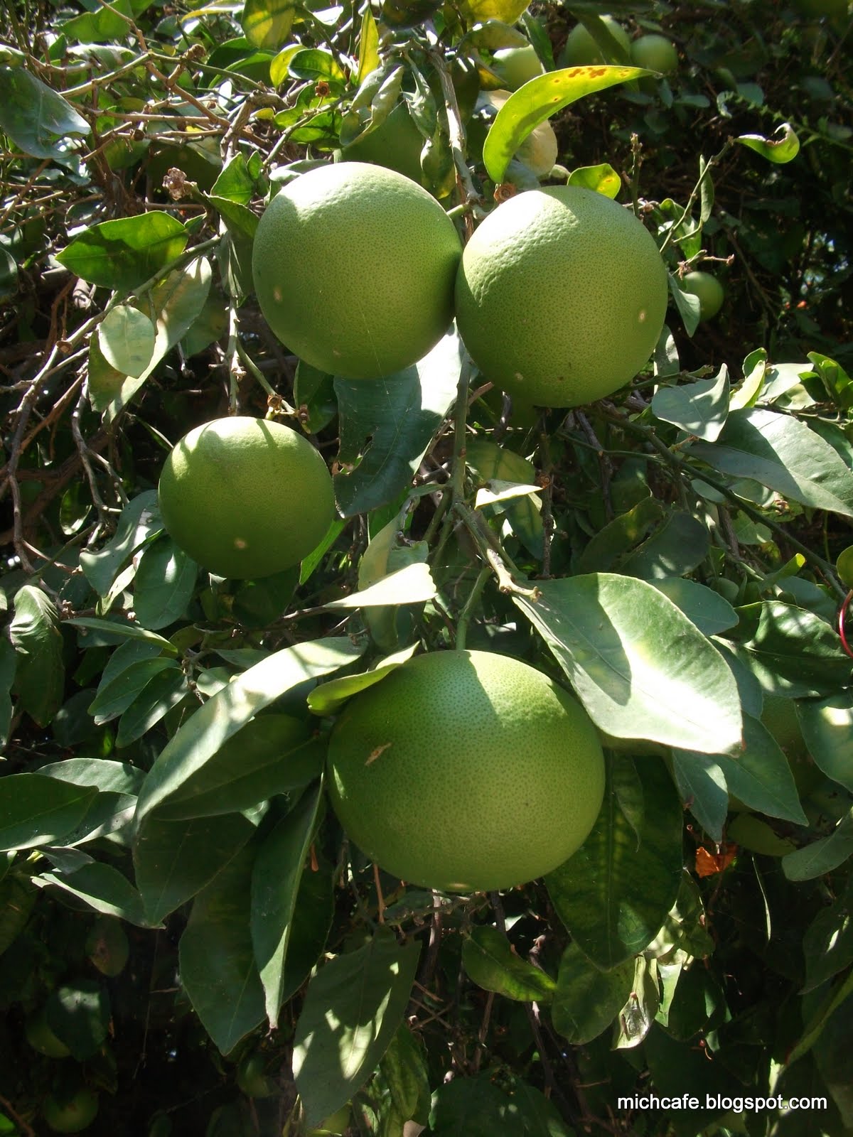 Mich Café: September 2011