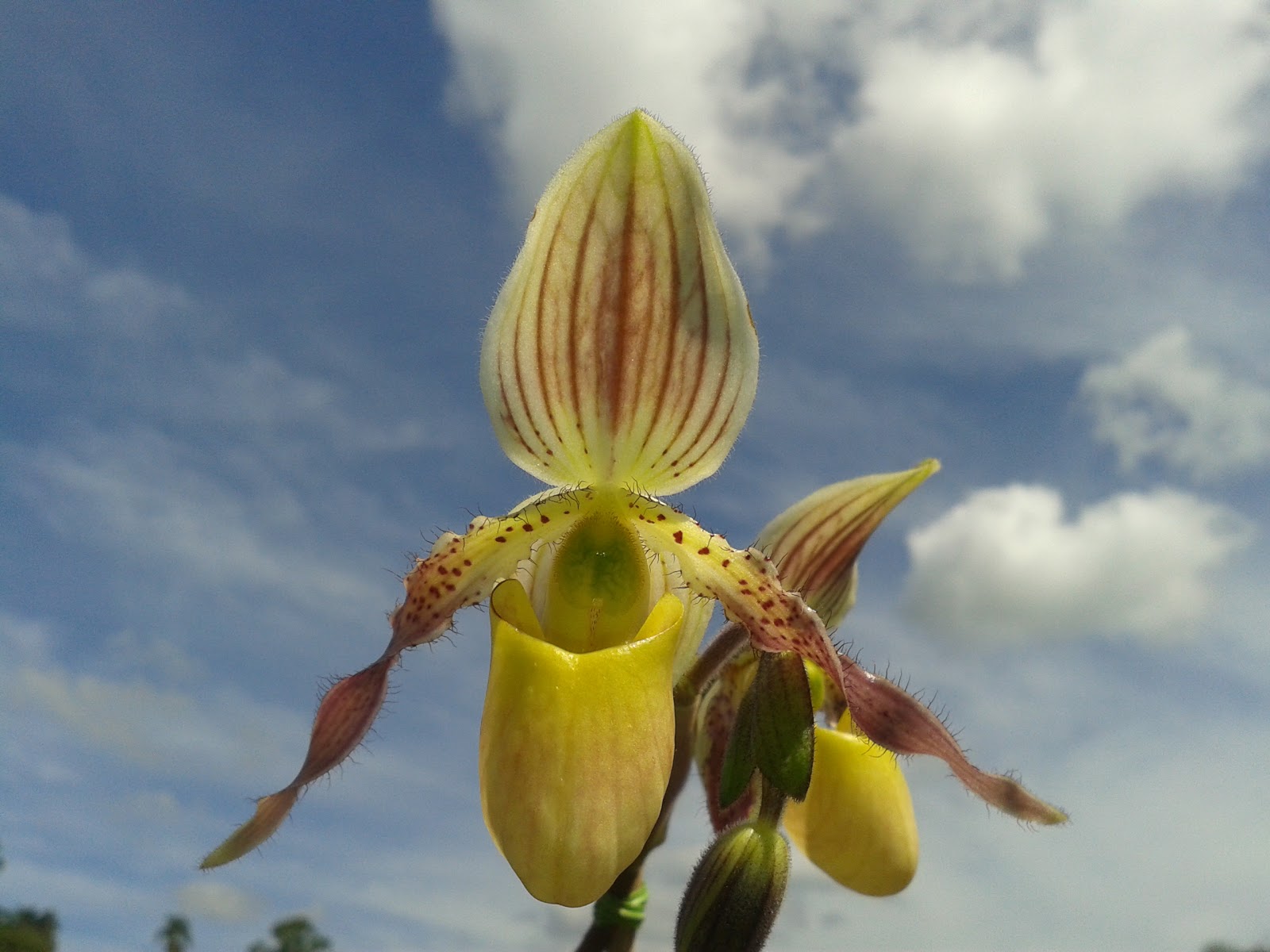 ORQUIDEAS: Paphiopedilum honey (Paph.primulinum x Paph.philippinense)