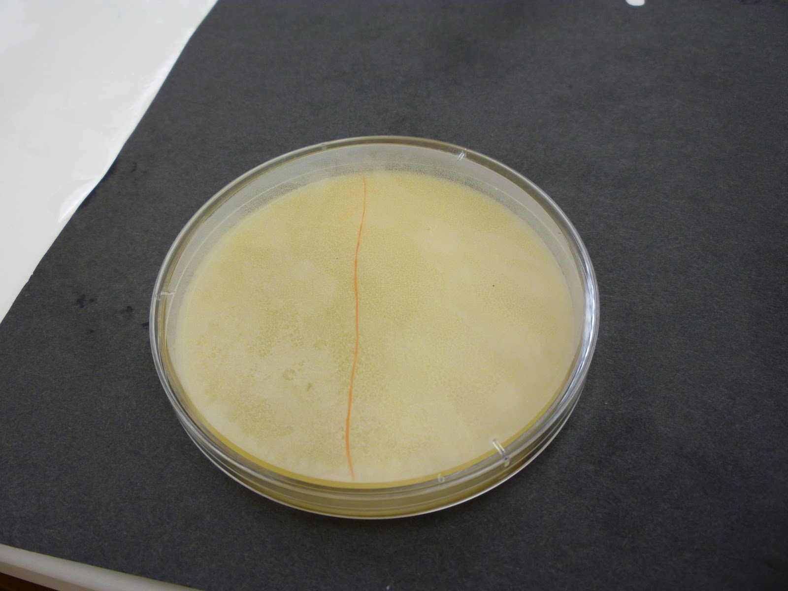 Casein Hydrolysis Test
