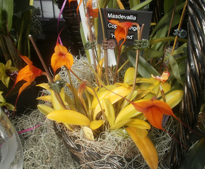 Plants are the Strangest People: Pretty pictures: Masdevallia Copper ...