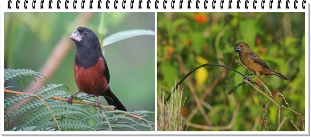 CURIOZEIROS: Paixão por curió mantém vivo o encanto pelo pássaro.