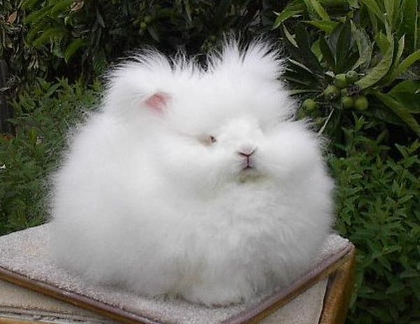 Dunia arnab: Mengenali Dunia Arnab