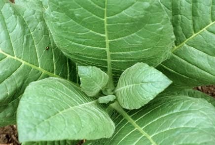 INFO TENTANG TANAMAN TEMBAKAU | Tips Petani