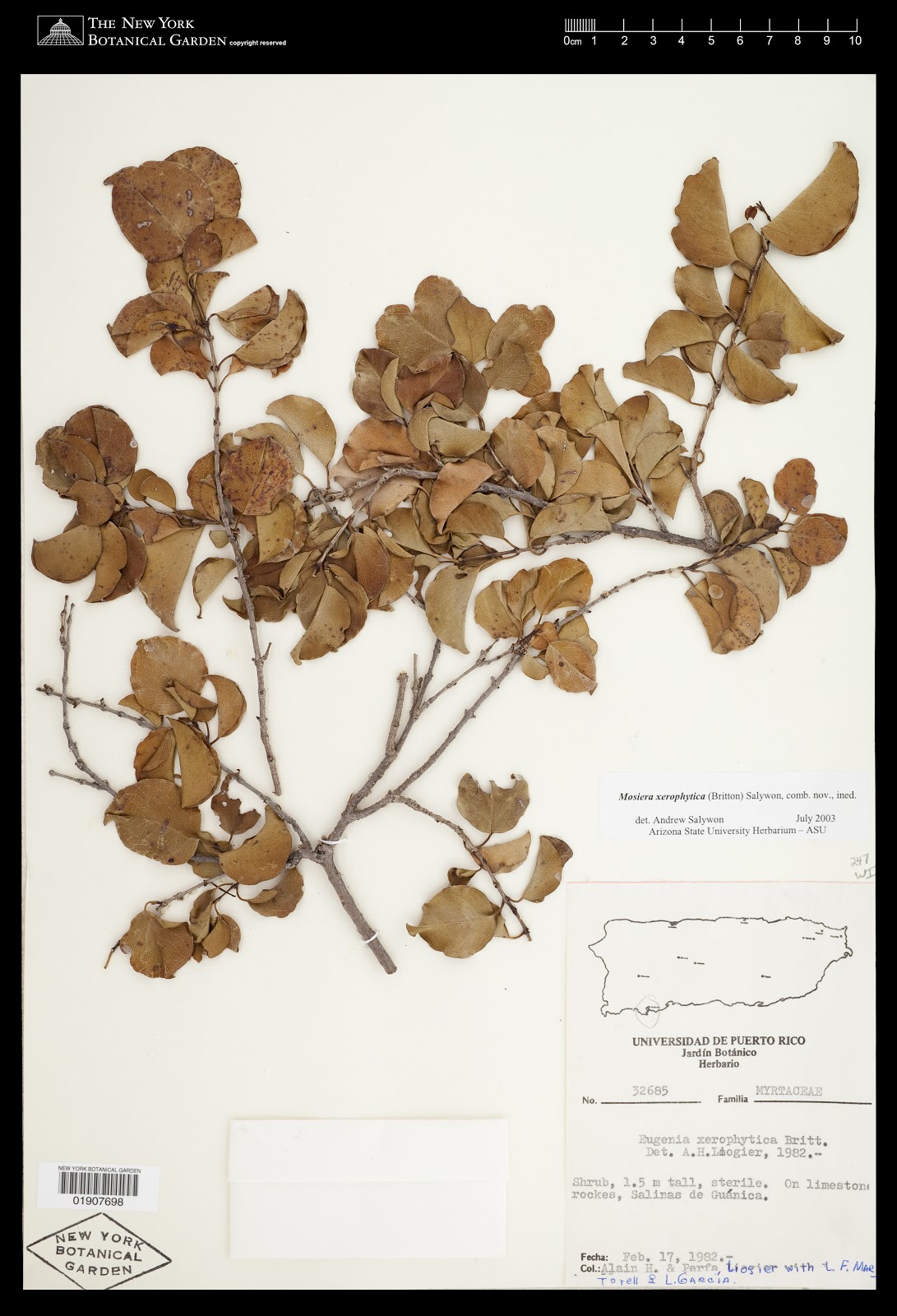 PLANT FAMILIES OF PUERTO RICO AND FLORIDA PAPO VIVES: MYRTACEAE NÚM102 ...